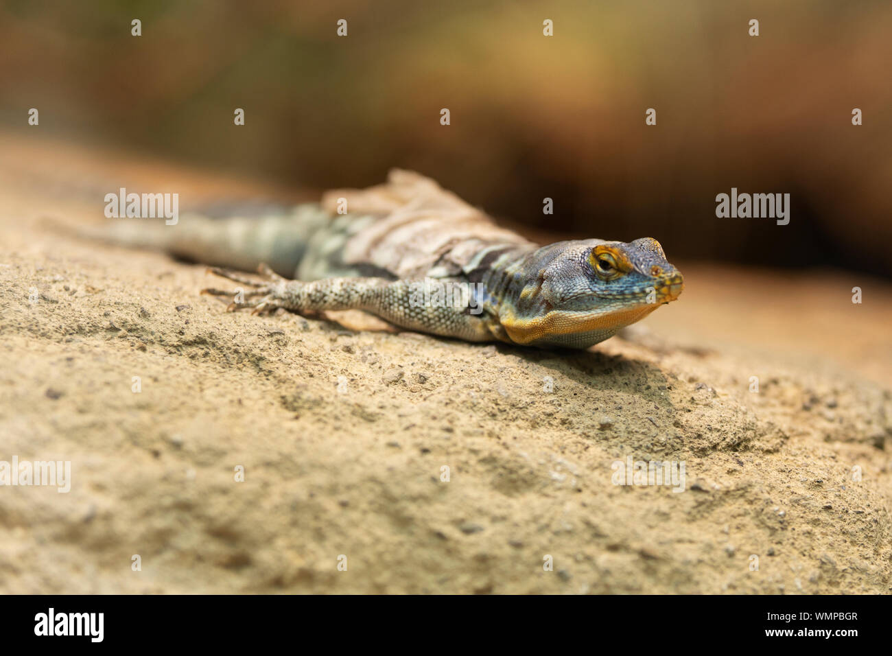 A Baja blue rock lizard (Petrosaurus thalassinus) resting on a rocky ...