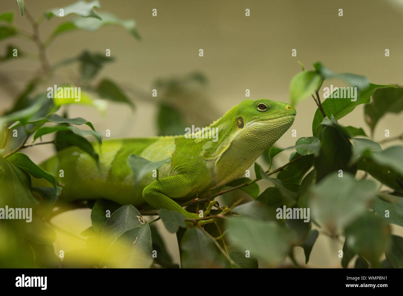 Brachylophus bulabula (Fiji banded iguana), an endangered species of ...
