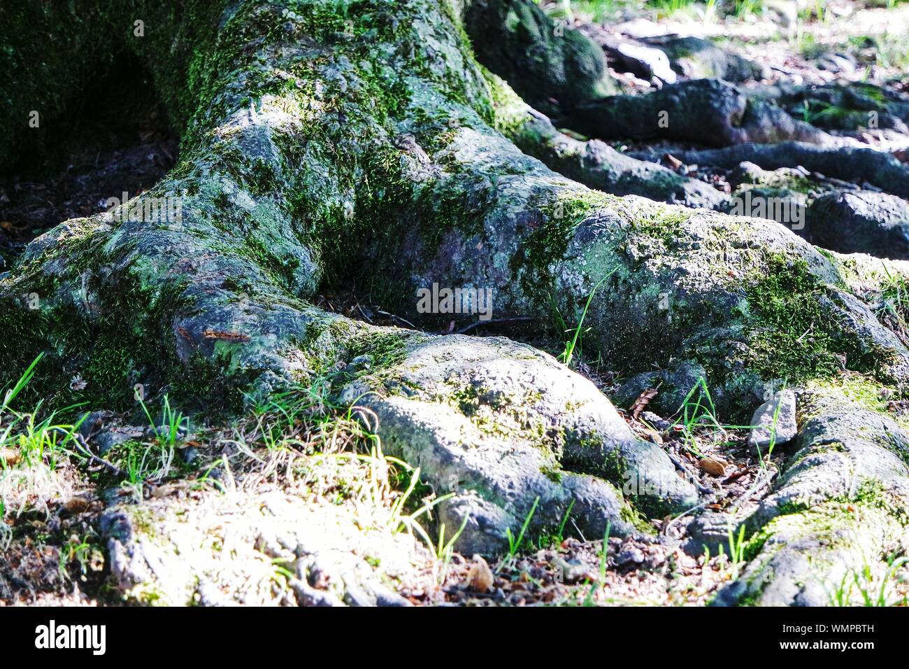 Tree roots and moss hi-res stock photography and images - Alamy
