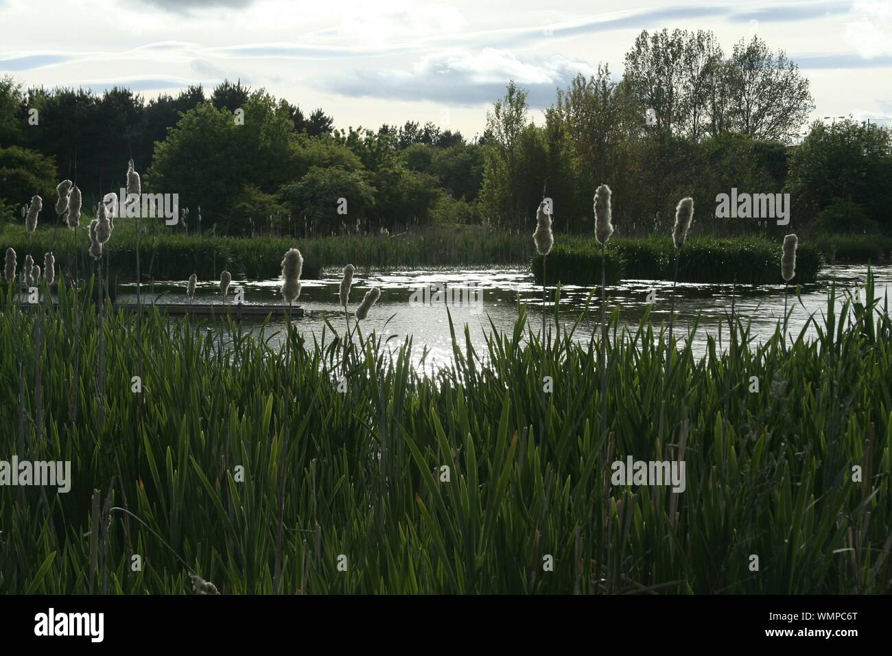 Cattails pond hi-res stock photography and images - Alamy