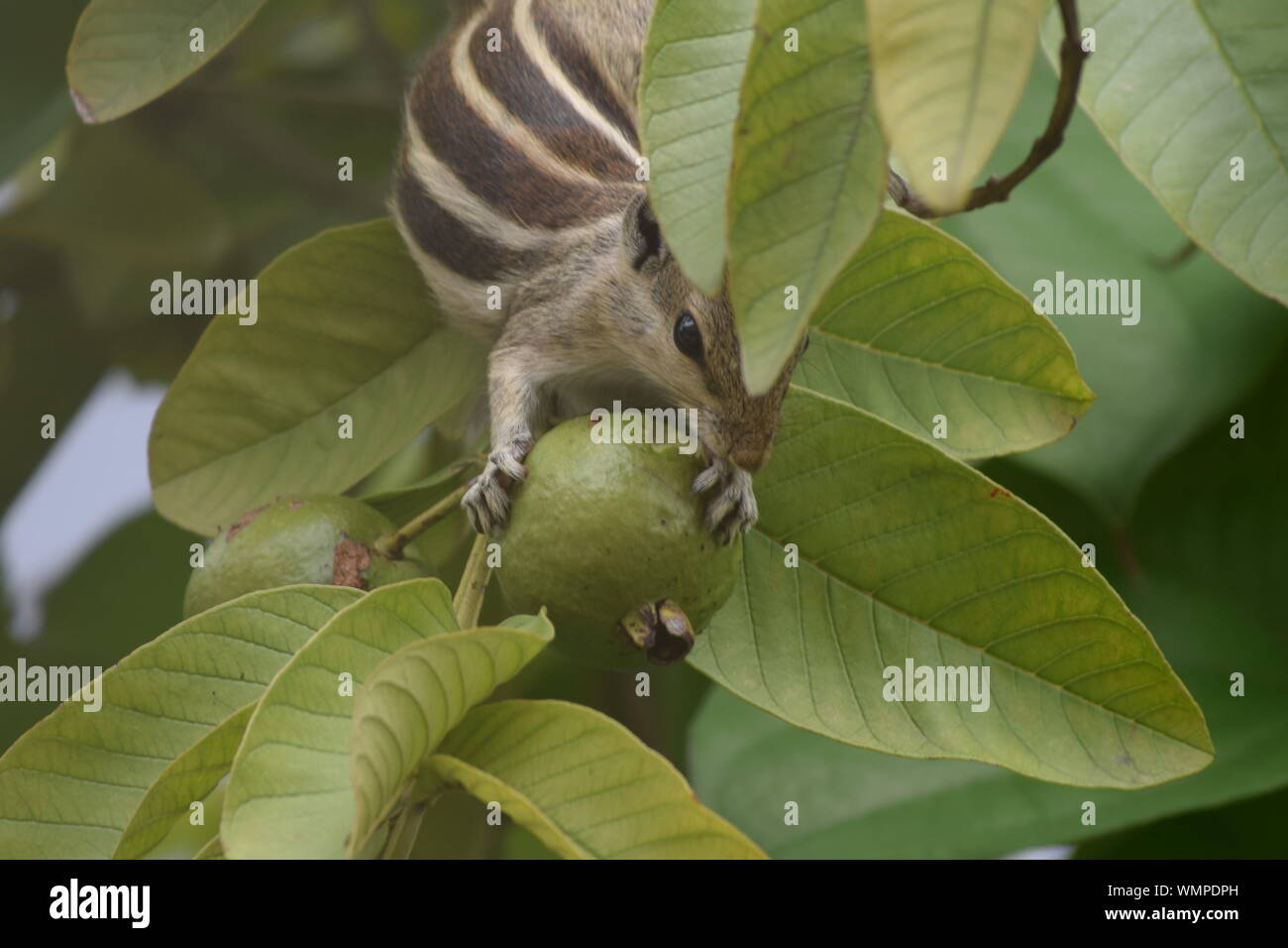 Guava animal hi-res stock photography and images - Alamy