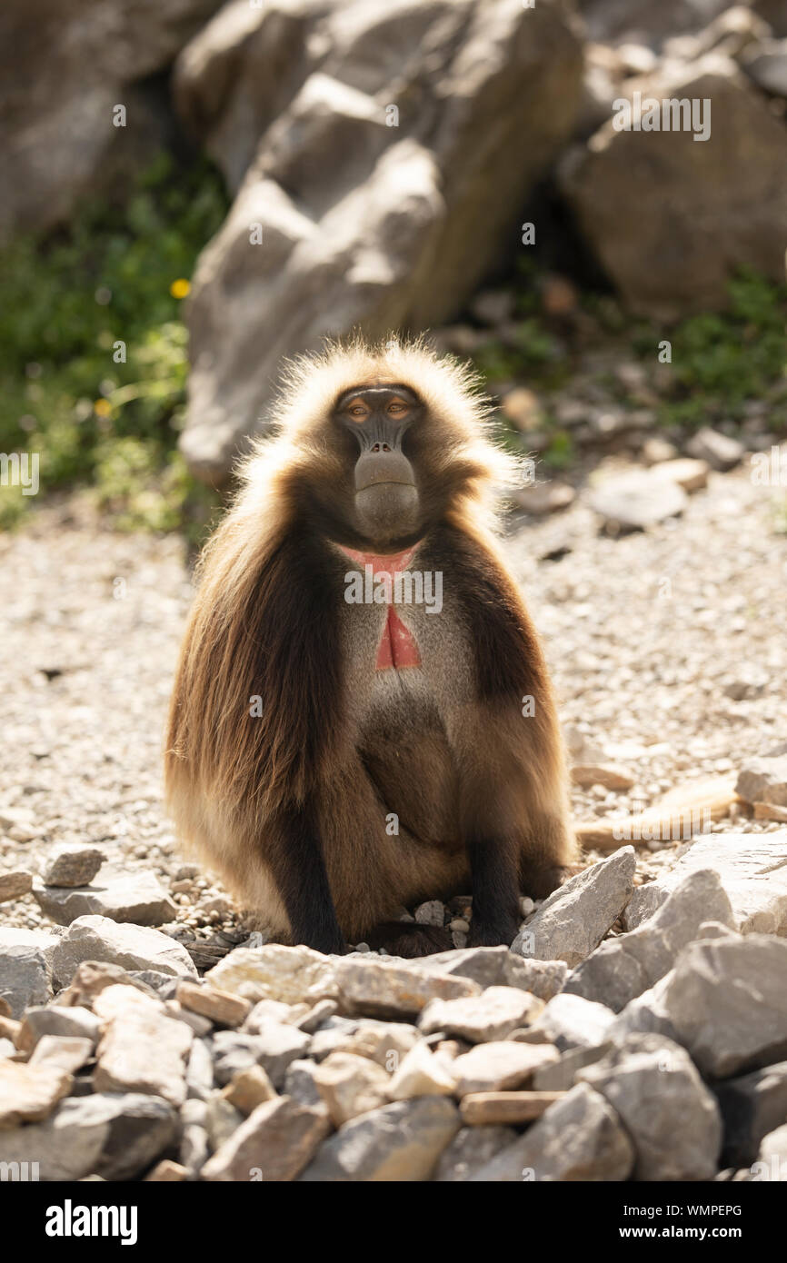 A portrait of a female gelada. The gelada (Theropithecus gelada), or ...