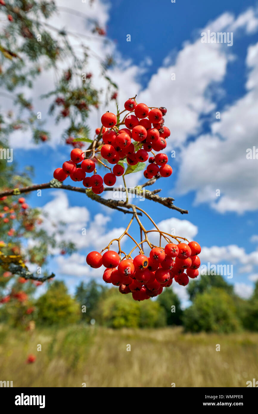 Sorbus aucuparia berries hi-res stock photography and images - Alamy