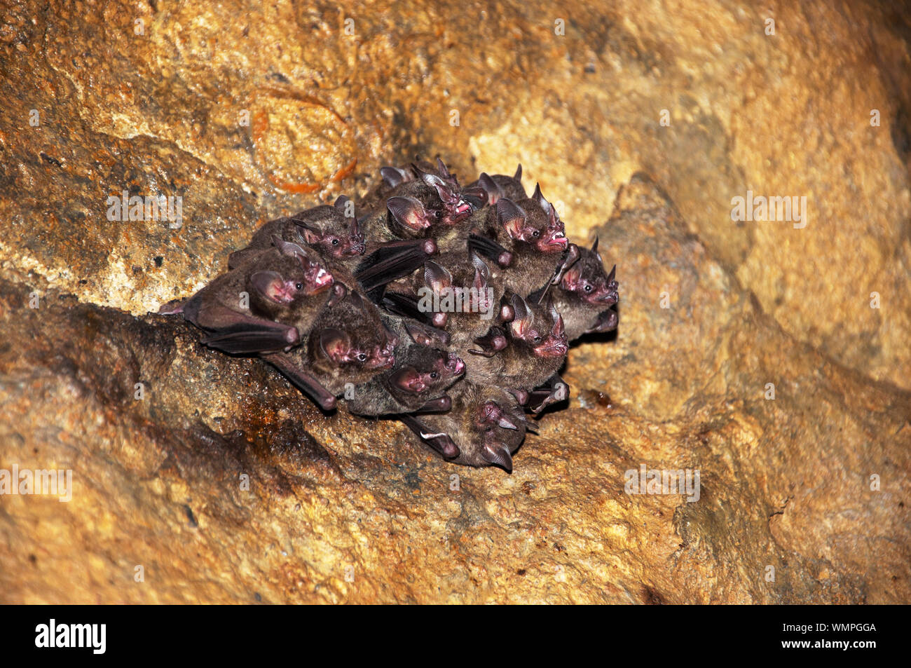 Bat on cave hi-res stock photography and images - Alamy