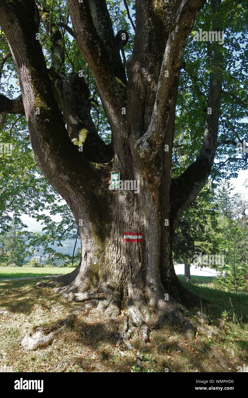 Linde baum hi-res stock photography and images - Alamy