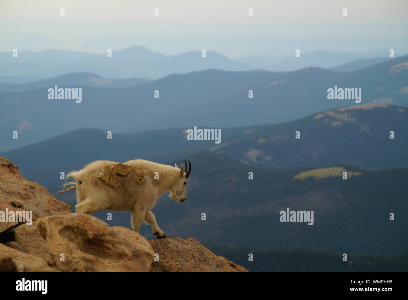 Mount Evans Goat High Resolution Stock Photography and Images - Alamy