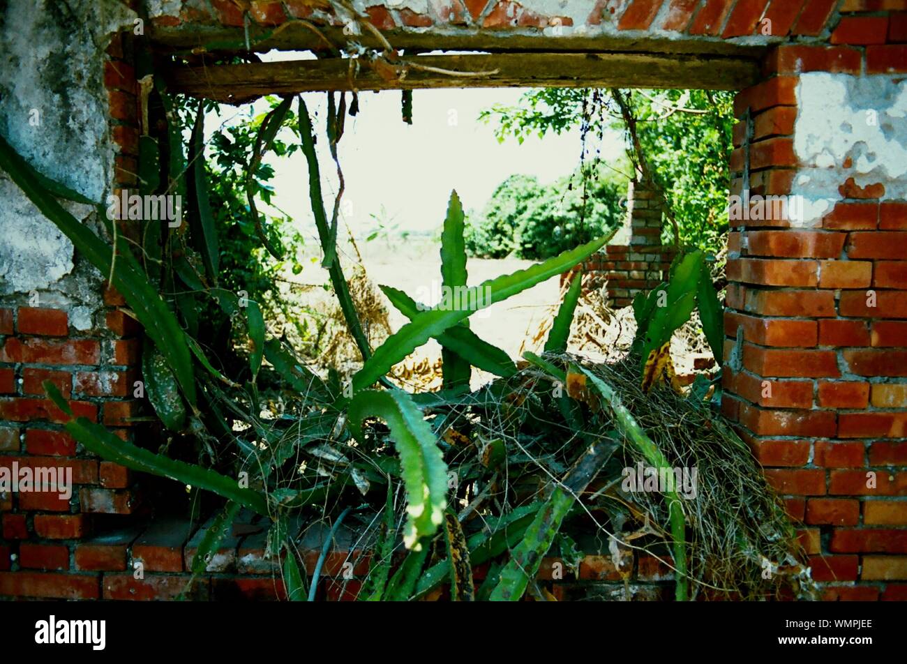 Damaged cactus hi-res stock photography and images - Alamy