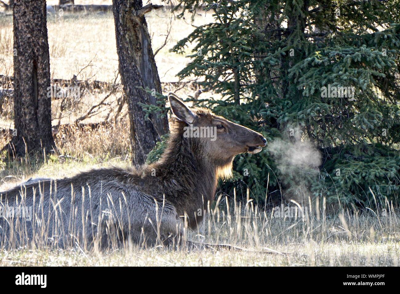 Moose Lying Down High Resolution Stock Photography and Images - Alamy