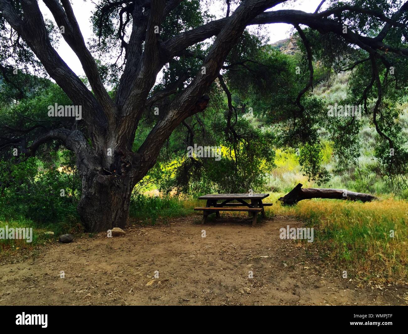 Large tree under hi-res stock photography and images - Alamy