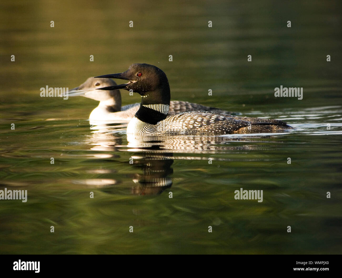 Swimming loons hi-res stock photography and images - Alamy