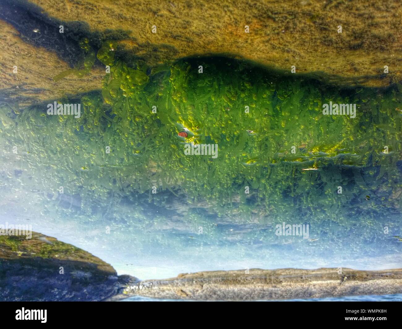 Algae in the river hi-res stock photography and images - Alamy