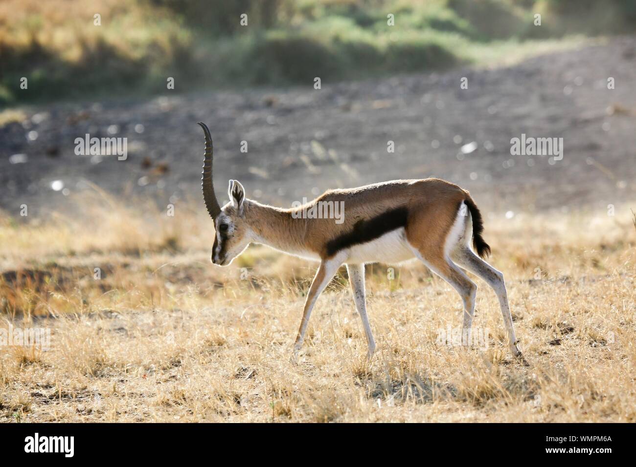 Gazelle Walking High Resolution Stock Photography and Images - Alamy