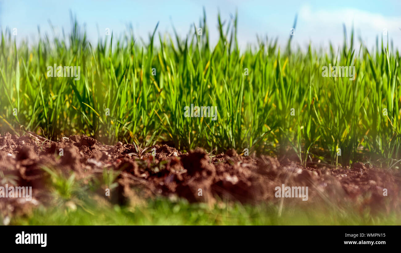 Grass field with soil on foreground Stock Photo - Alamy