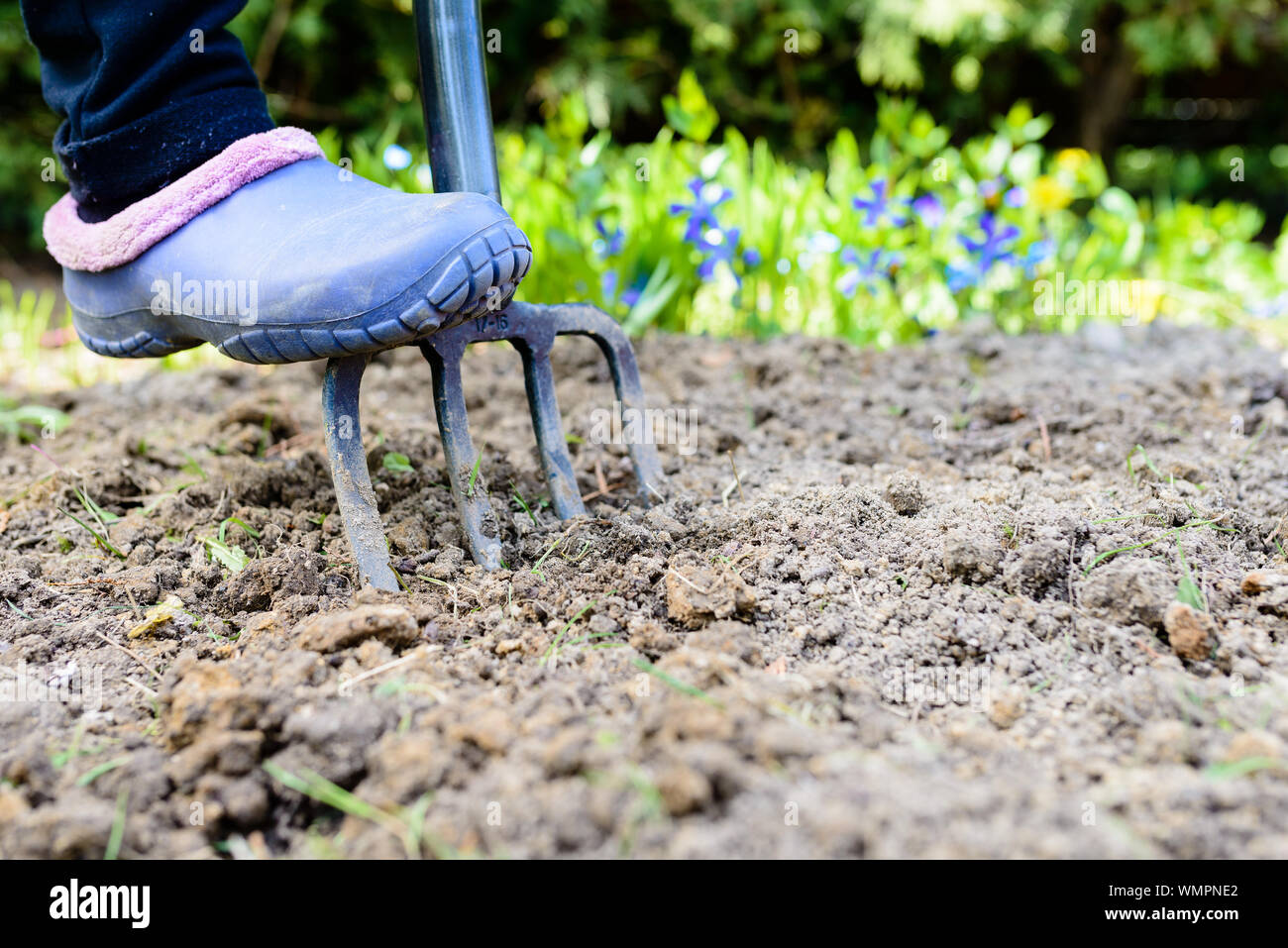Gardener digging the earth over with a garden fork to cultivate the ...