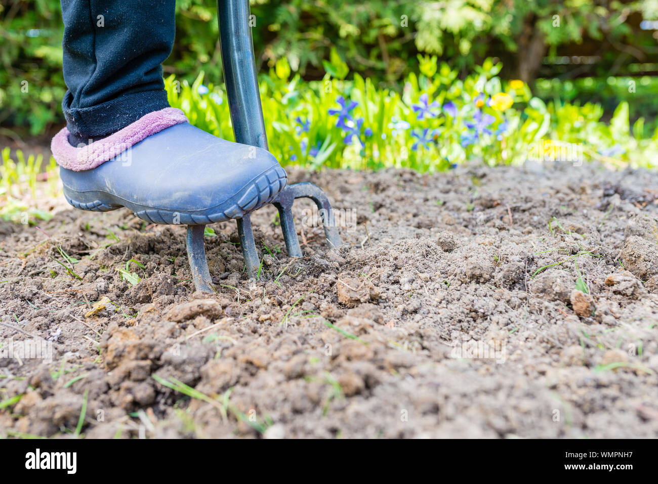 Gardener digging the earth over with a garden fork to cultivate the ...