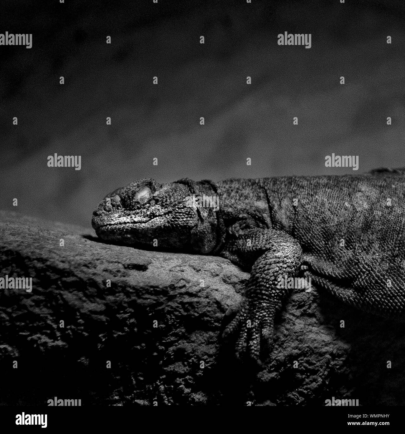 Reptile branch hi-res stock photography and images - Alamy