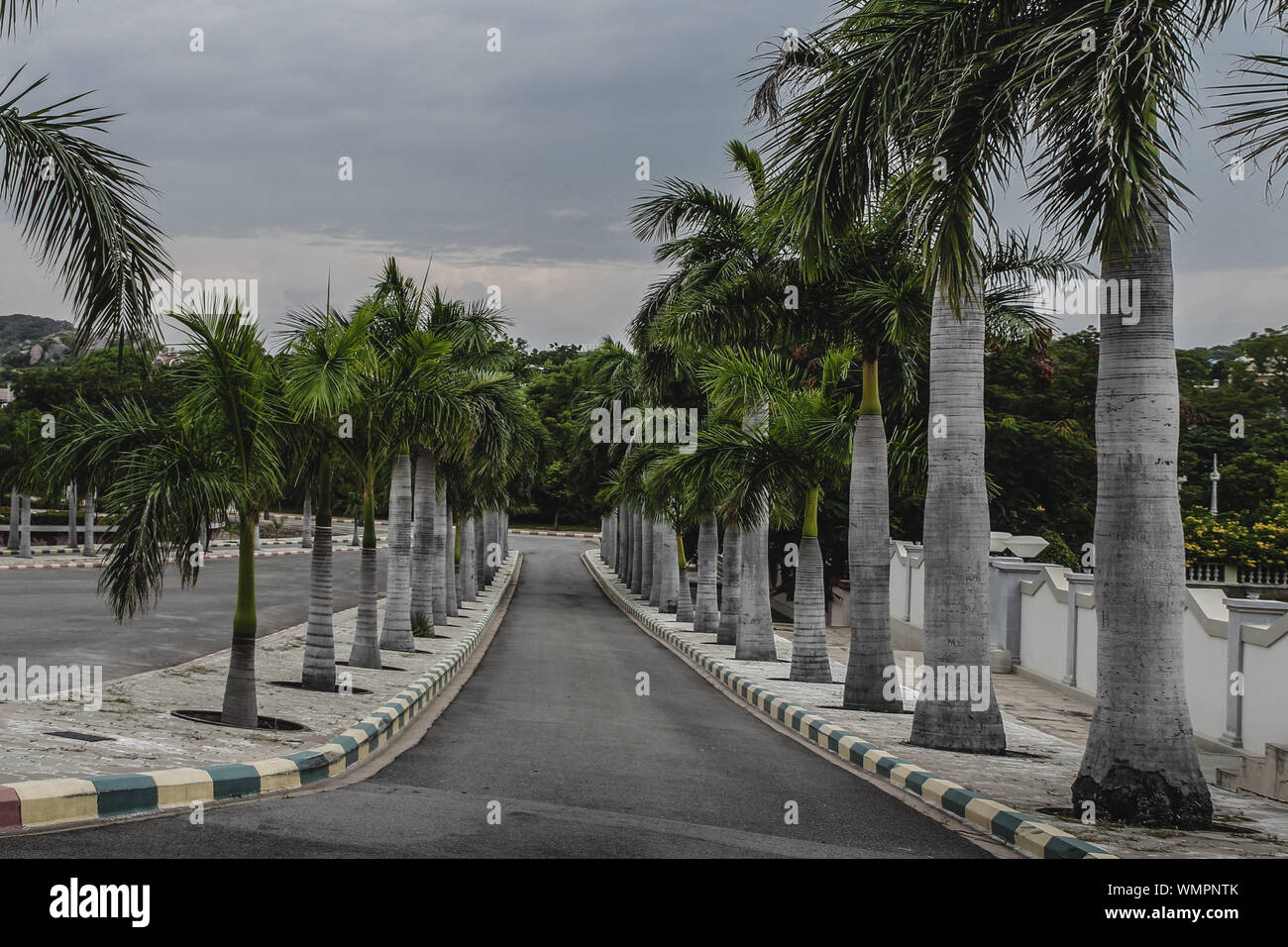 Palm row of palm trees hi-res stock photography and images - Alamy