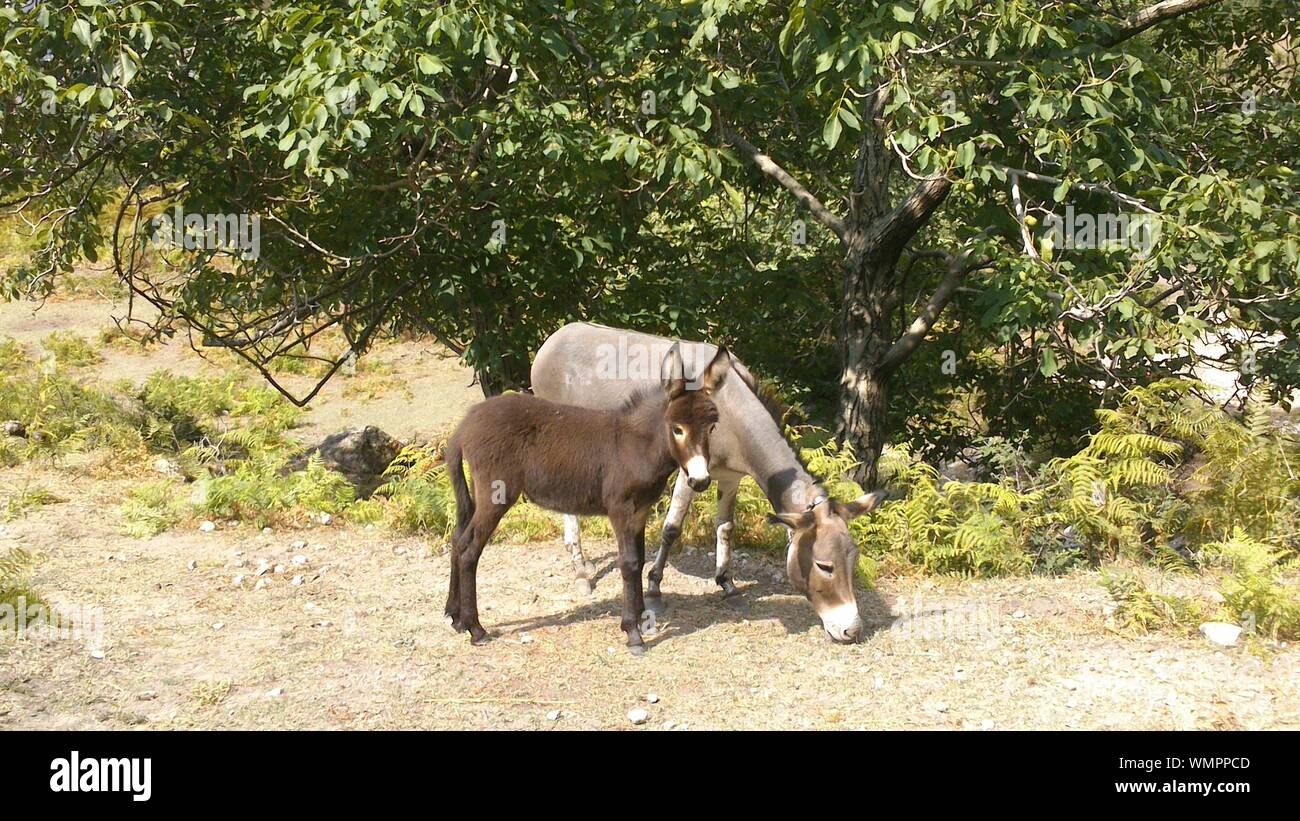 Donkey Colt High Resolution Stock Photography and Images - Alamy