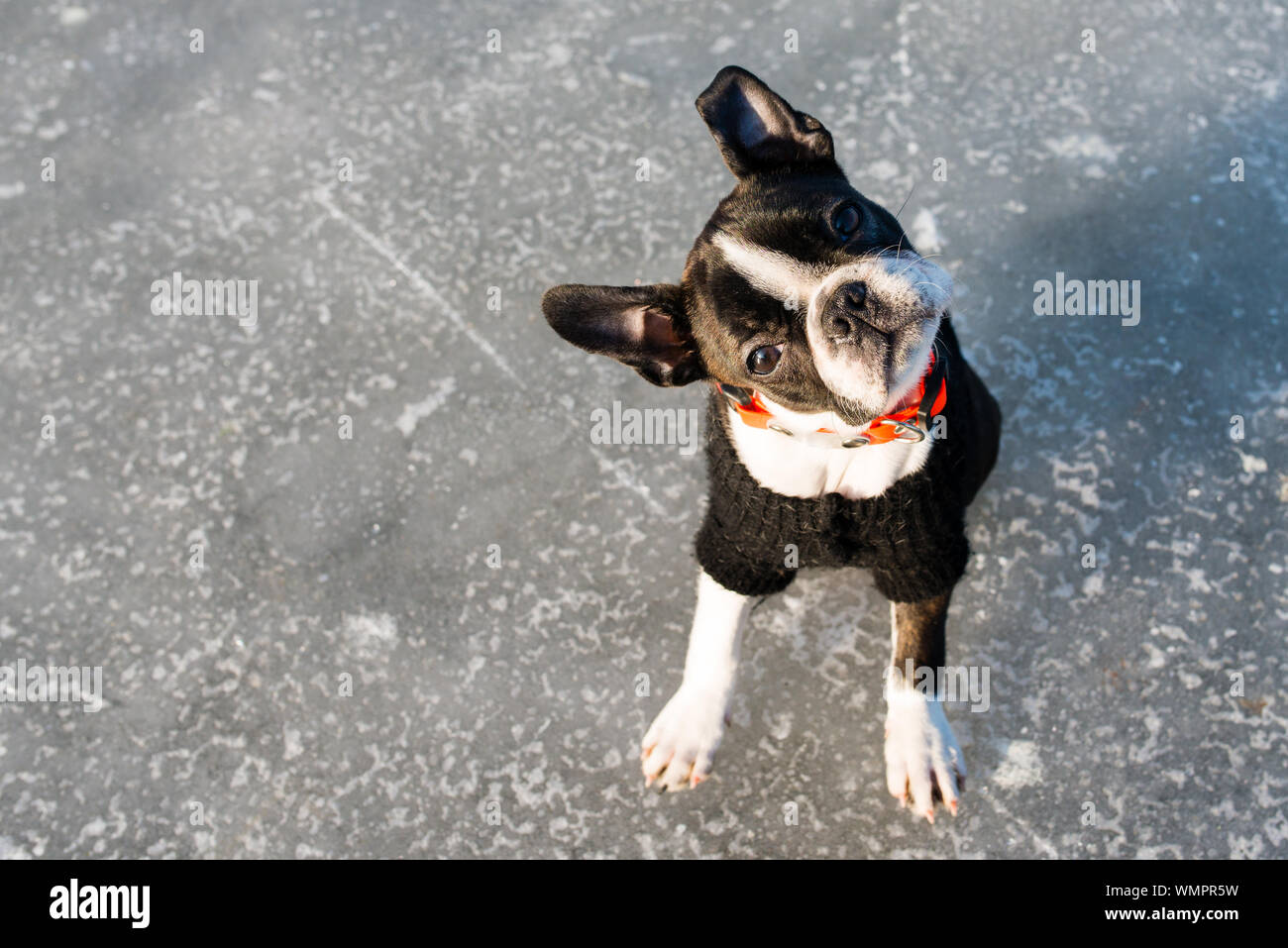 Do Boston Terriers Like The Cold