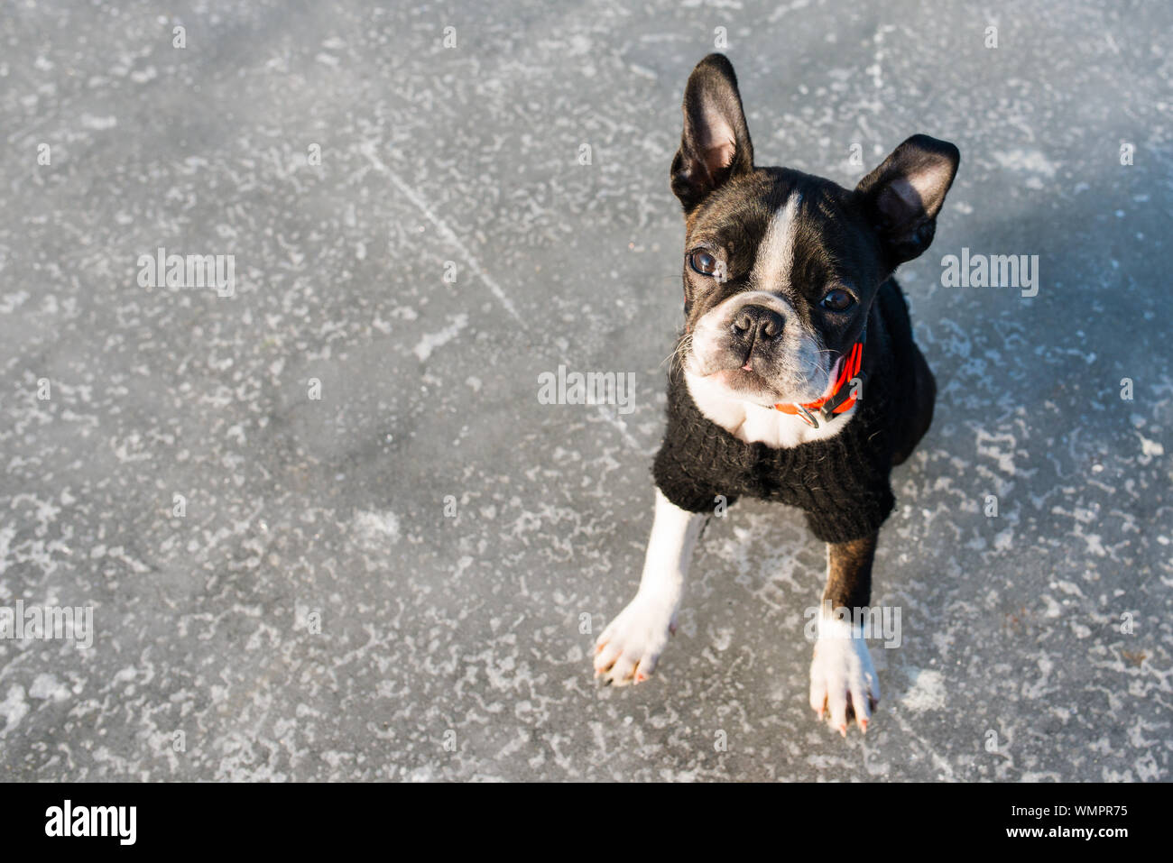 Sad boston terrier hi-res stock photography and images - Alamy