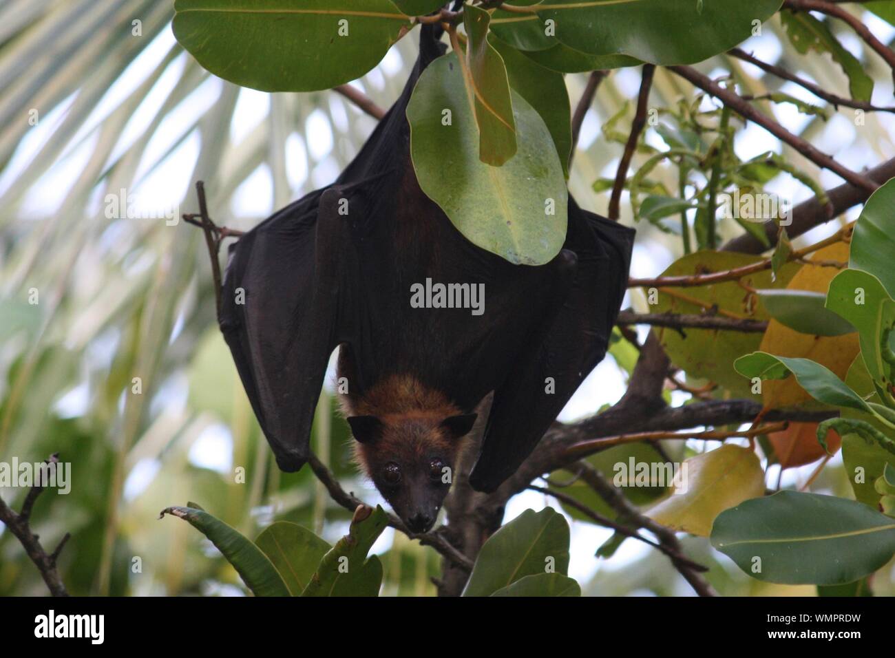 Bat In Tree High Resolution Stock Photography and Images - Alamy