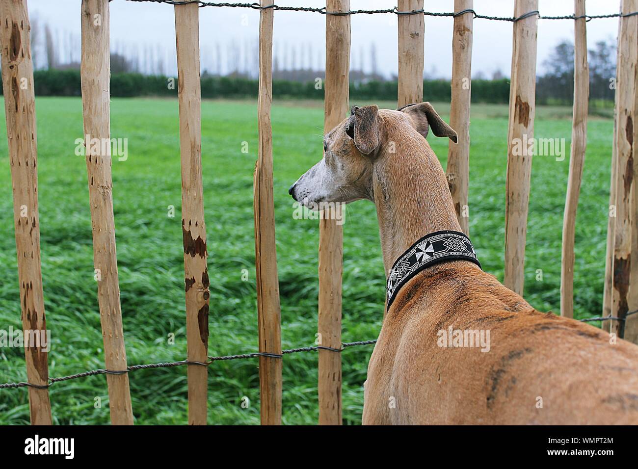 Dog looking through fence hi-res stock photography and images - Alamy