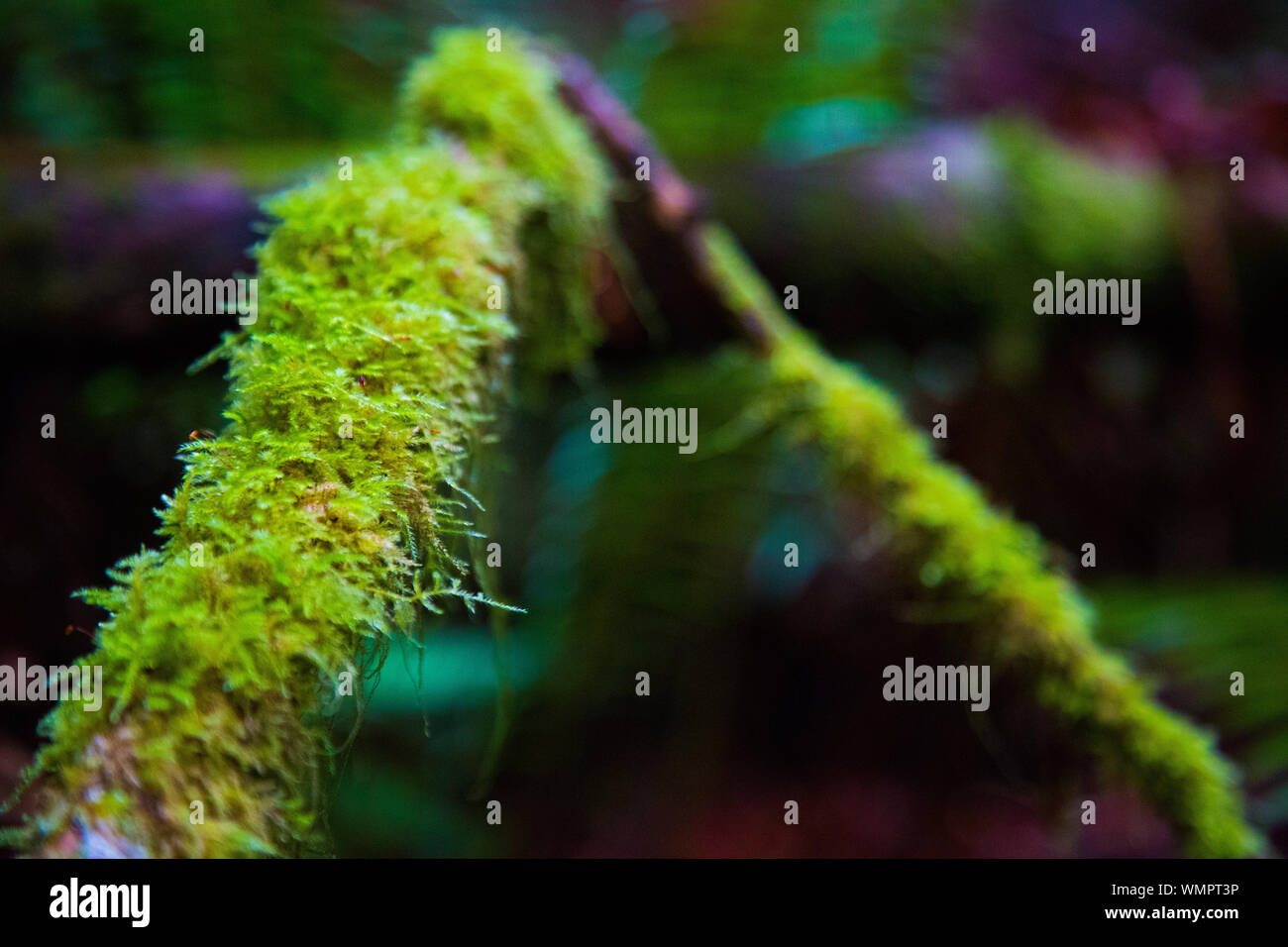 Tree Fern Trunk Moss High Resolution Stock Photography and Images - Alamy