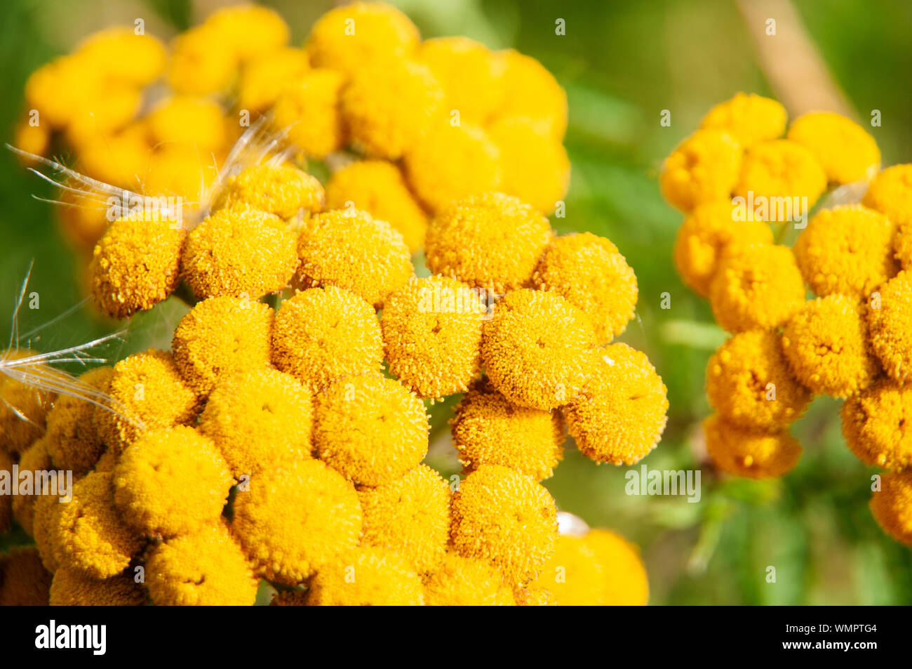 Button like flowers hi-res stock photography and images - Alamy