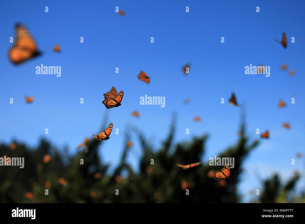 Butterflies blue sky hi-res stock photography and images - Alamy