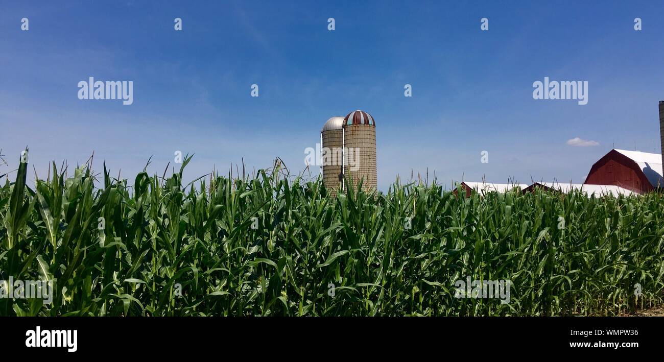 Storage of corn in the barn hi-res stock photography and images - Alamy