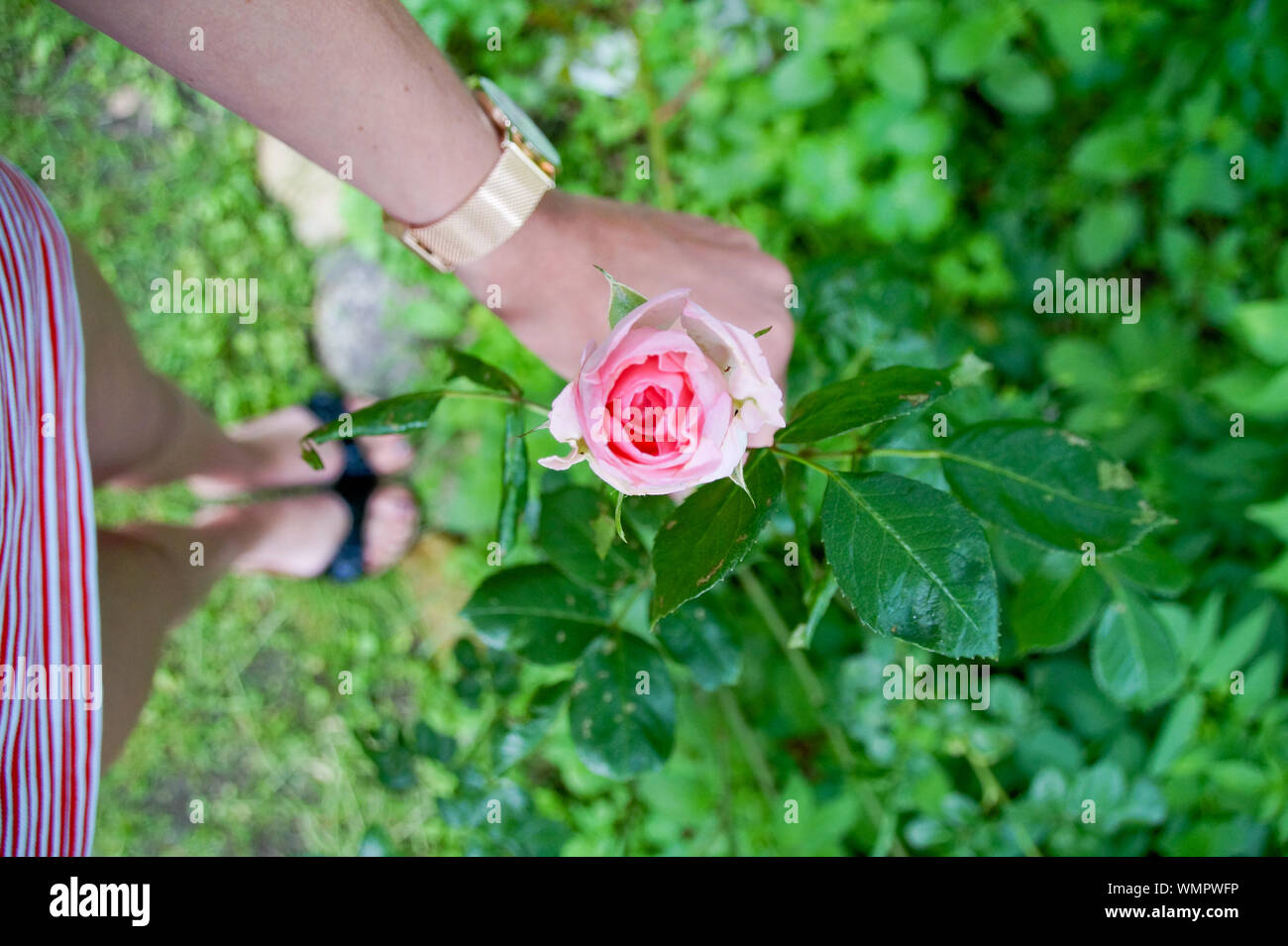 Rose picking petal hi-res stock photography and images - Alamy