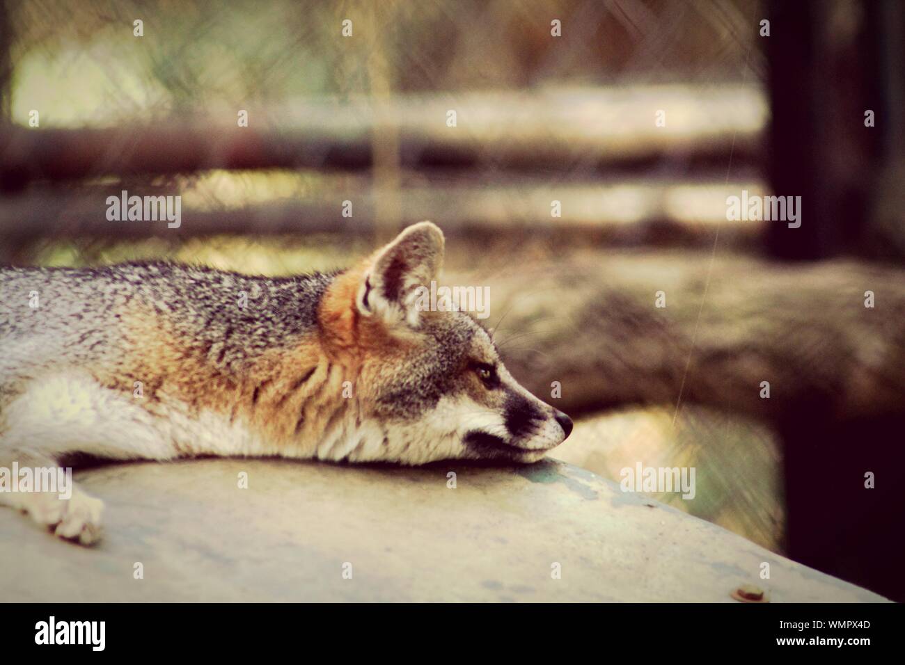 Fox lying down hi-res stock photography and images - Alamy
