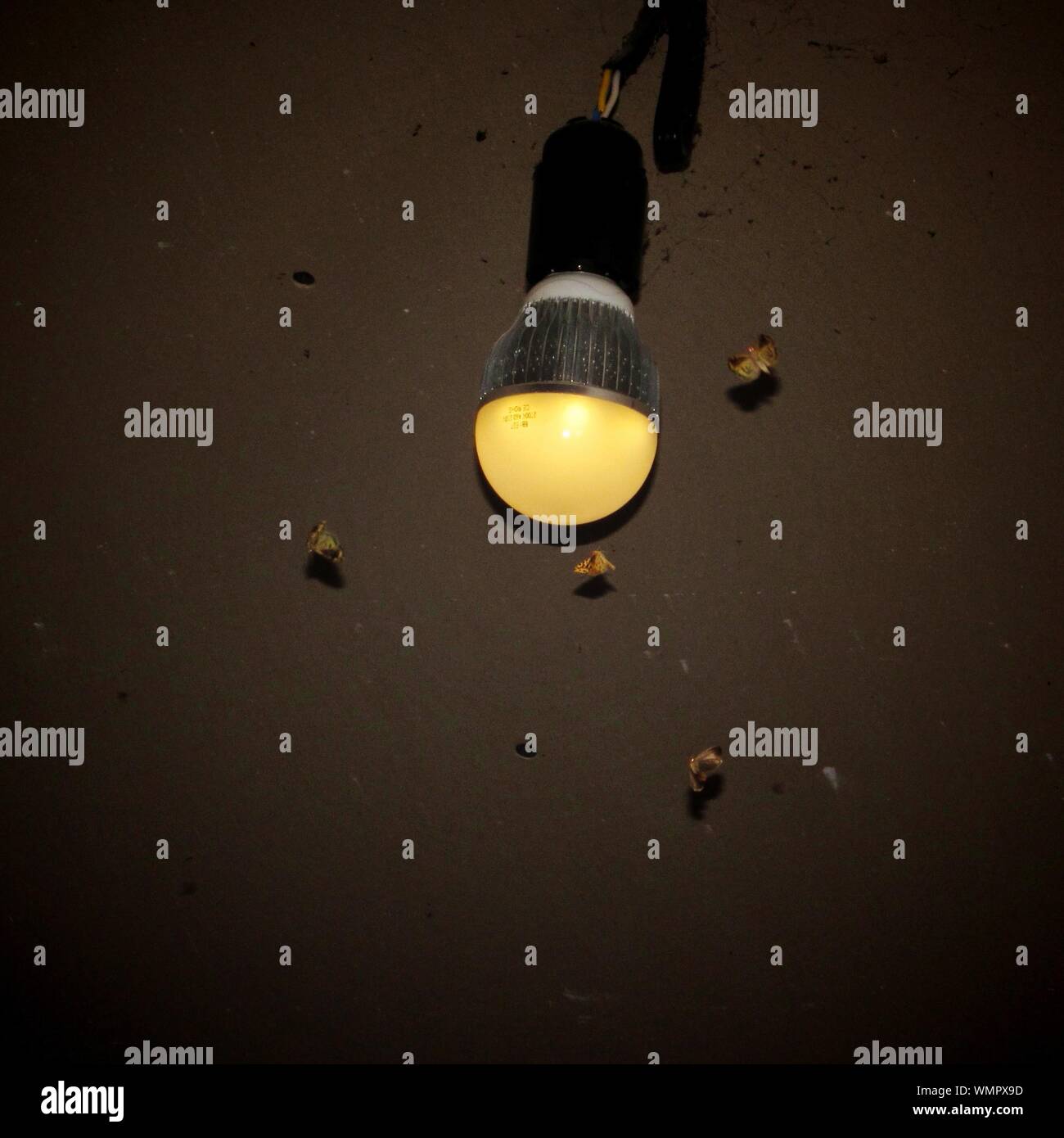 Flying insects at night hi-res stock photography and images - Alamy