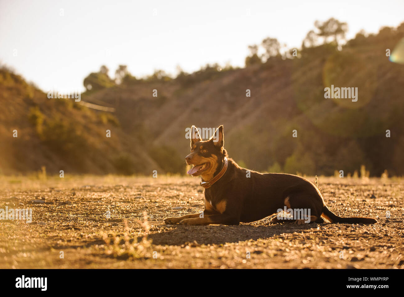 Australian kelpie sitting hi-res stock photography and images - Alamy