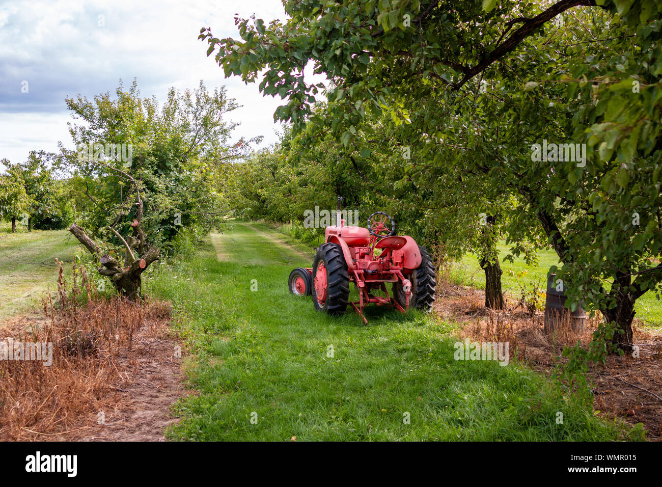 Antique Tractor and orchard. An antique farm tractor sits amidst an ...