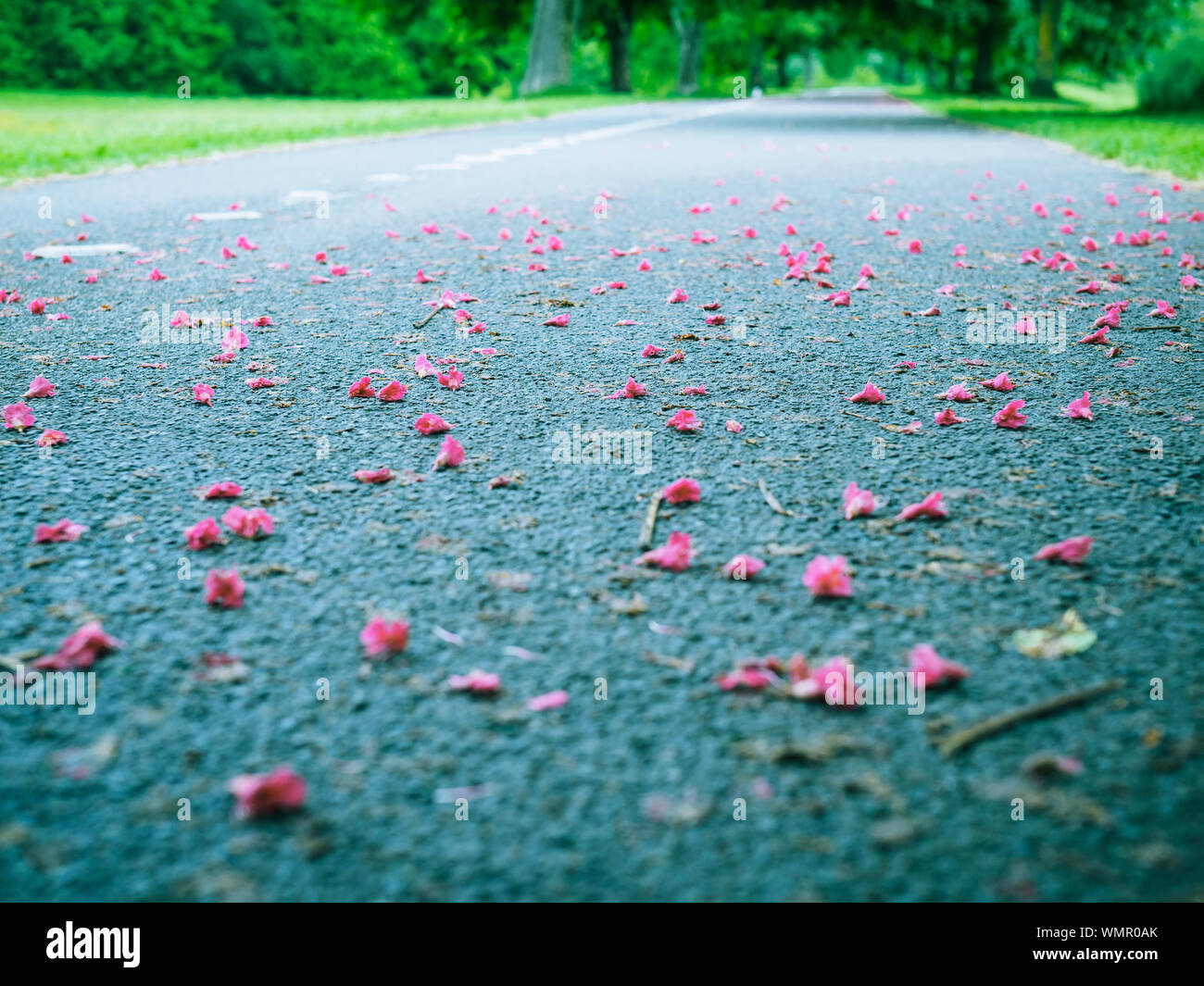 Pink road hi-res stock photography and images - Alamy