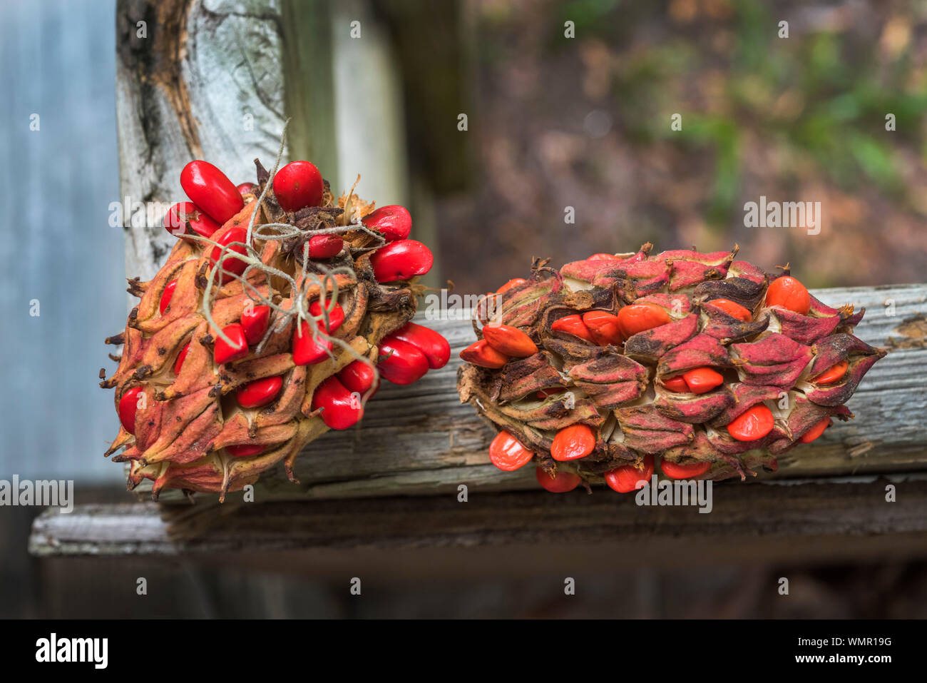 Magnolia tree trees seed pods hi-res stock photography and images - Alamy