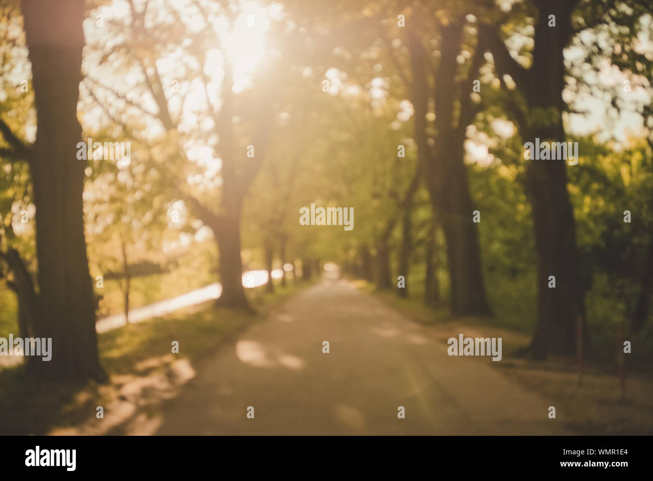 Abstract nature background. Beautiful park background at sunset Stock ...