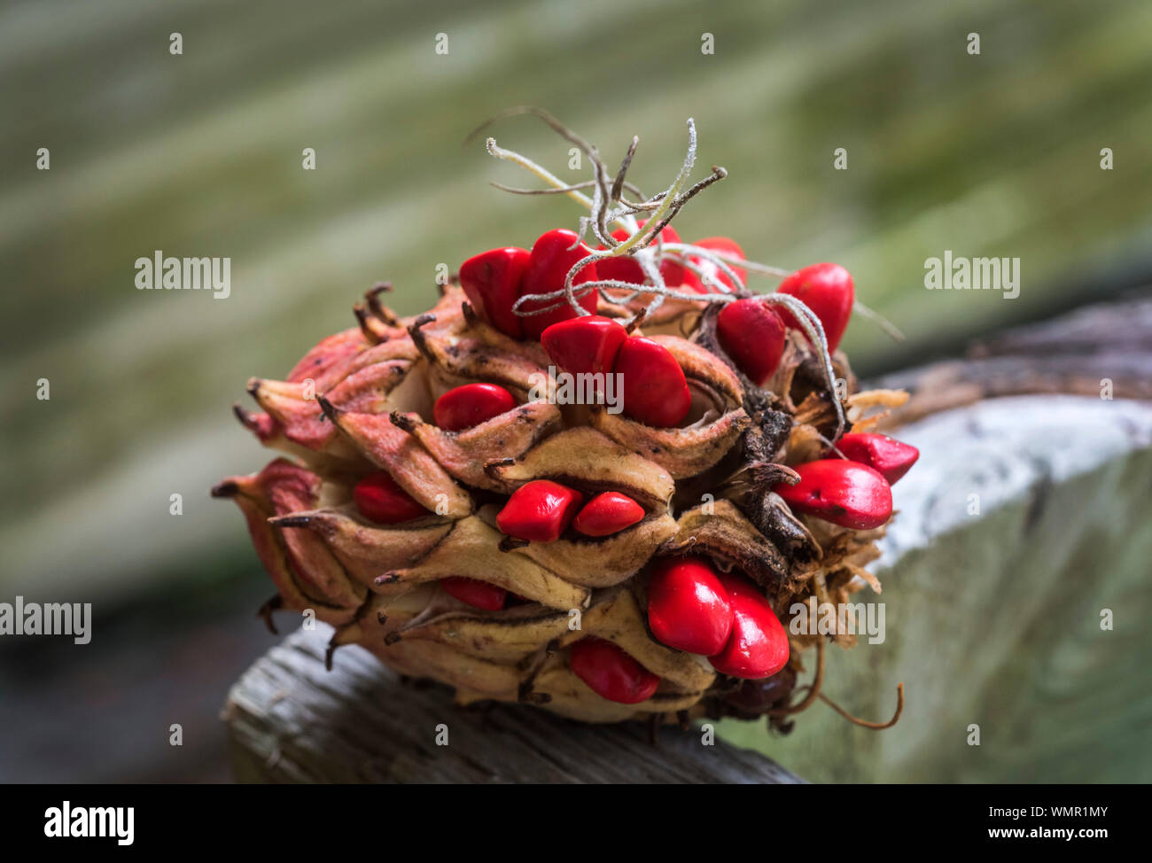 Southern Magnolia tree seed pod Stock Photo - Alamy