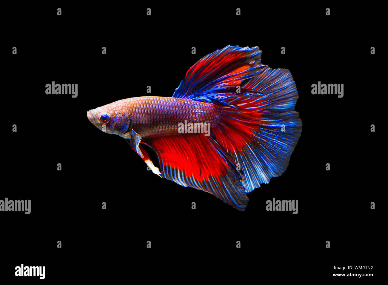 Siamese fighting fish hi-res stock photography and images - Alamy