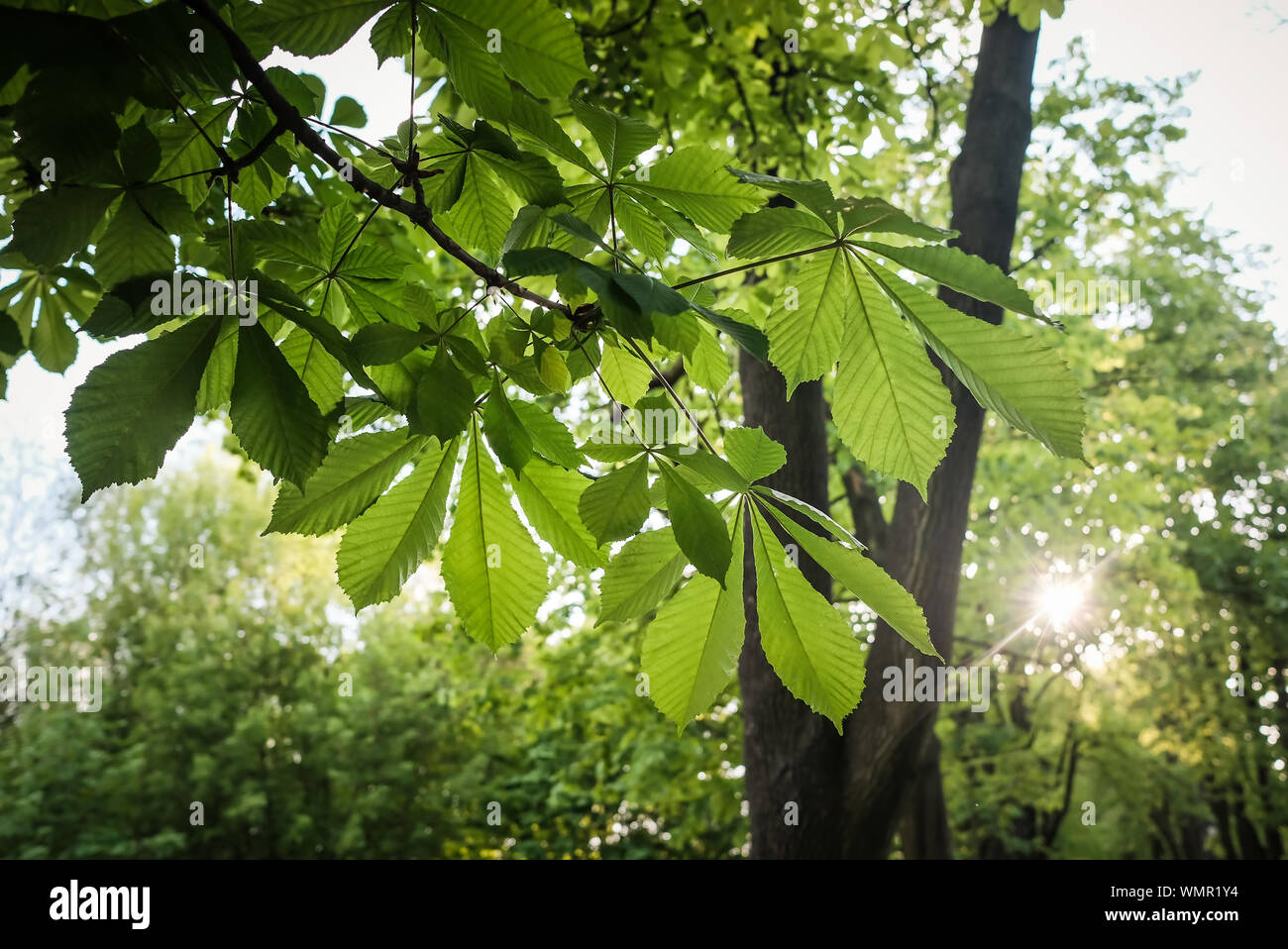 Abstract nature background. Beautiful park background at sunset Stock ...