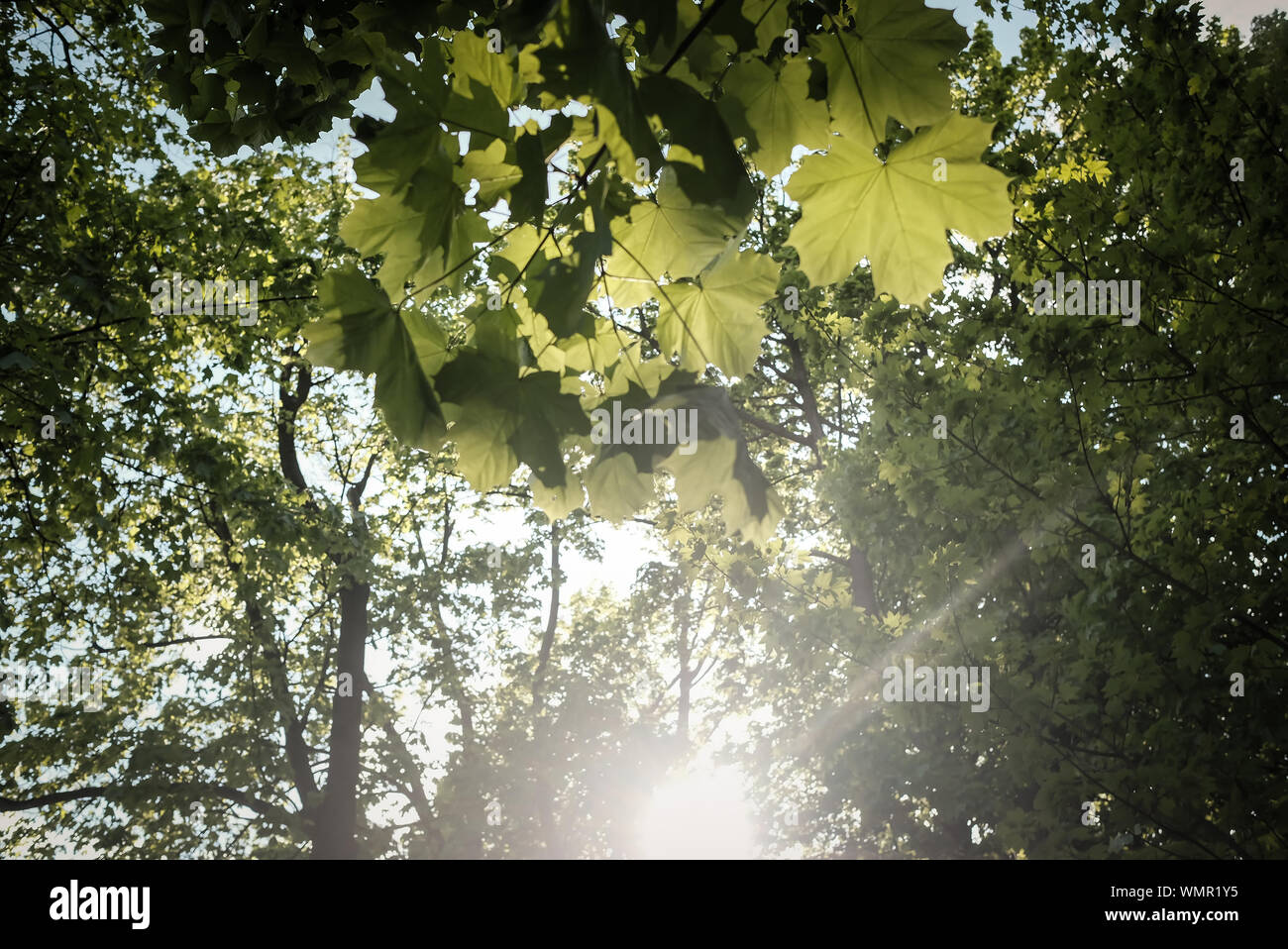 Abstract nature background. Beautiful park background at sunset Stock ...