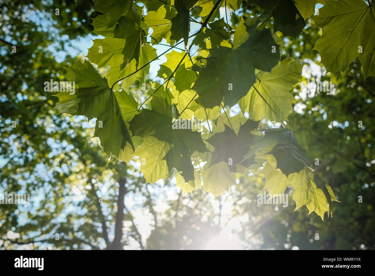 Abstract nature background. Beautiful park background at sunset Stock ...