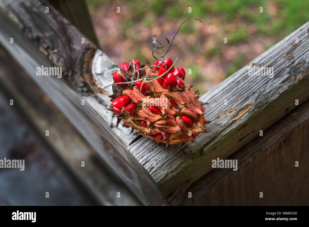 Southern Magnolia tree seed pod Stock Photo - Alamy