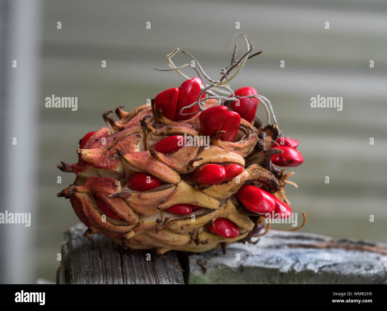 Magnolia seed pods hi-res stock photography and images - Alamy