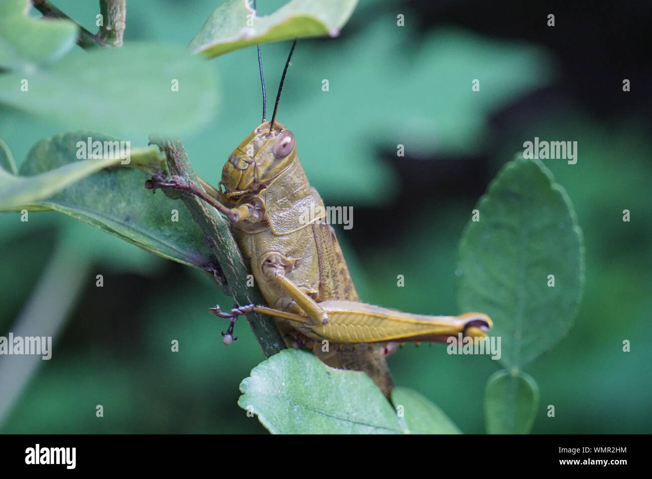 Grasshopper leaf pattern hi-res stock photography and images - Alamy