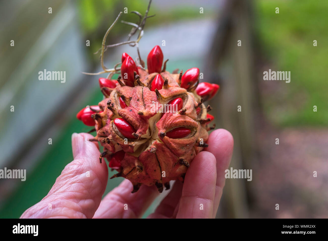 Magnolia tree seed pods hi-res stock photography and images - Alamy