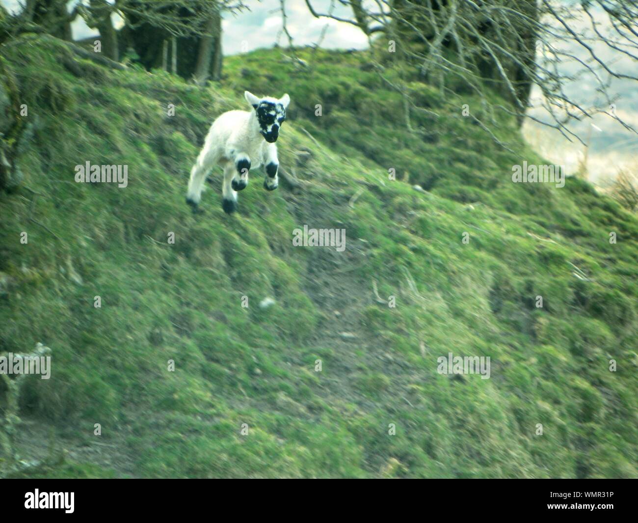 Lamb Running High Resolution Stock Photography and Images - Alamy