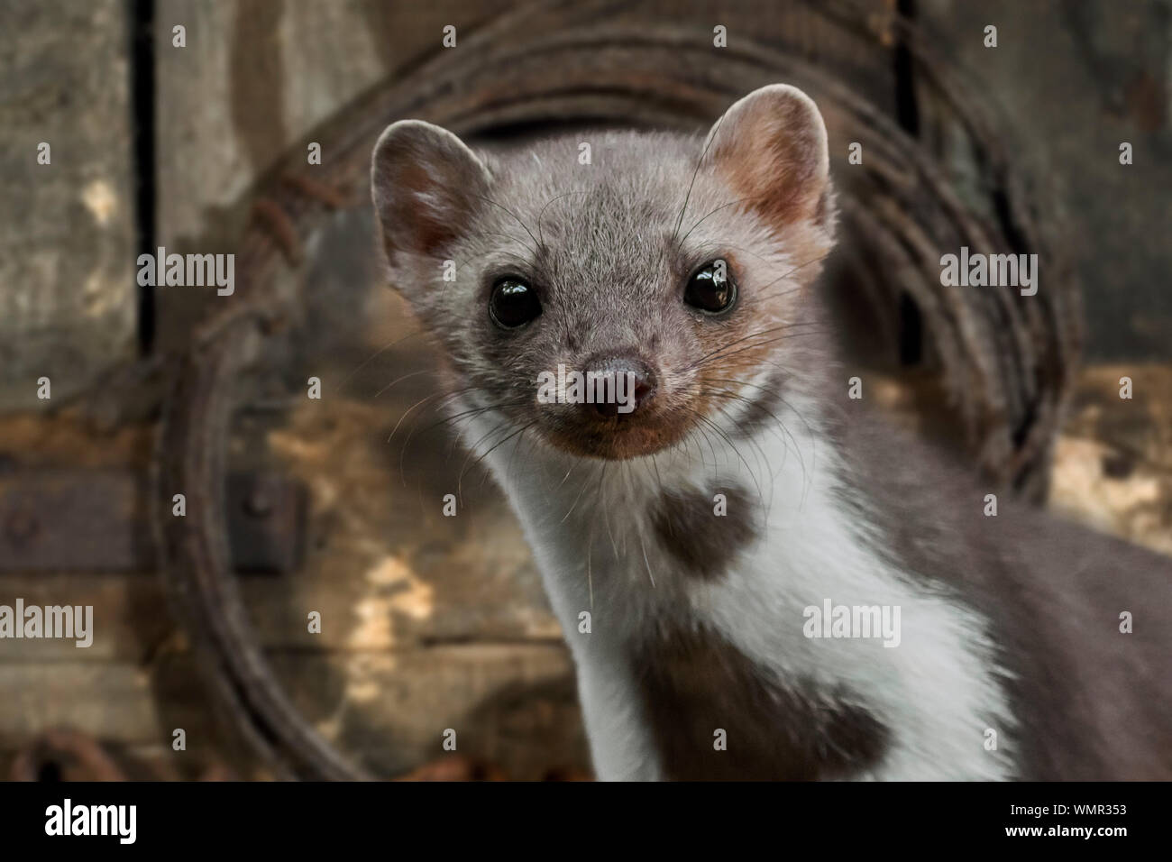 Close-up portrait of beech marten / stone marten / house marten (Martes ...