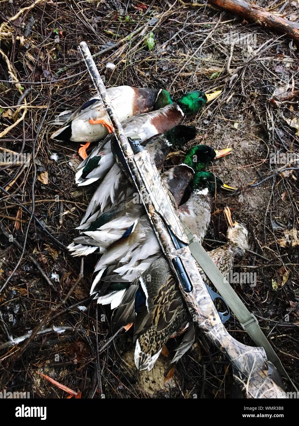 Rifle Bird High Resolution Stock Photography and Images - Alamy